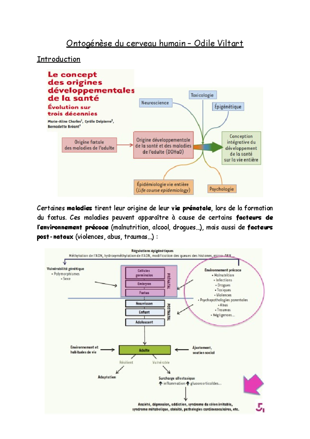 10 - Ontogenese du cerveau humain OV2 - Ontogénèse du cerveau humain ...