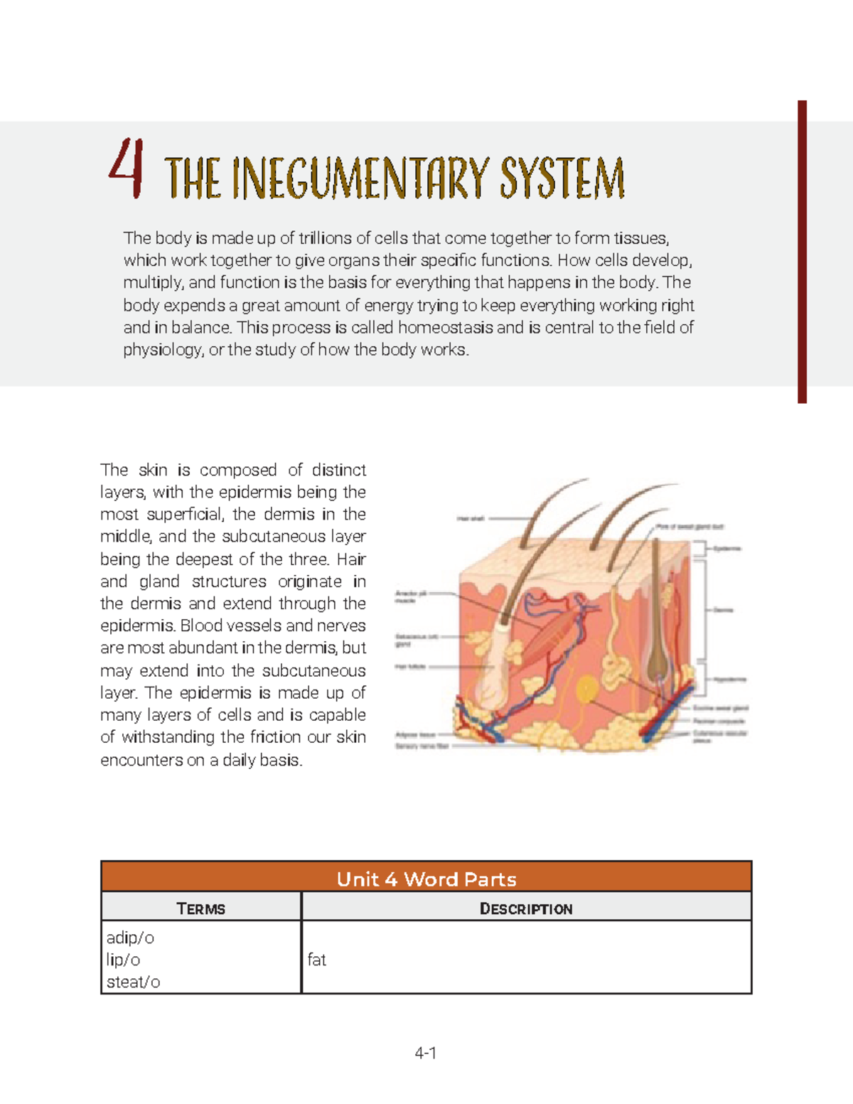 Unit 04 Lecture Notes - The skin is composed of distinct layers, with ...