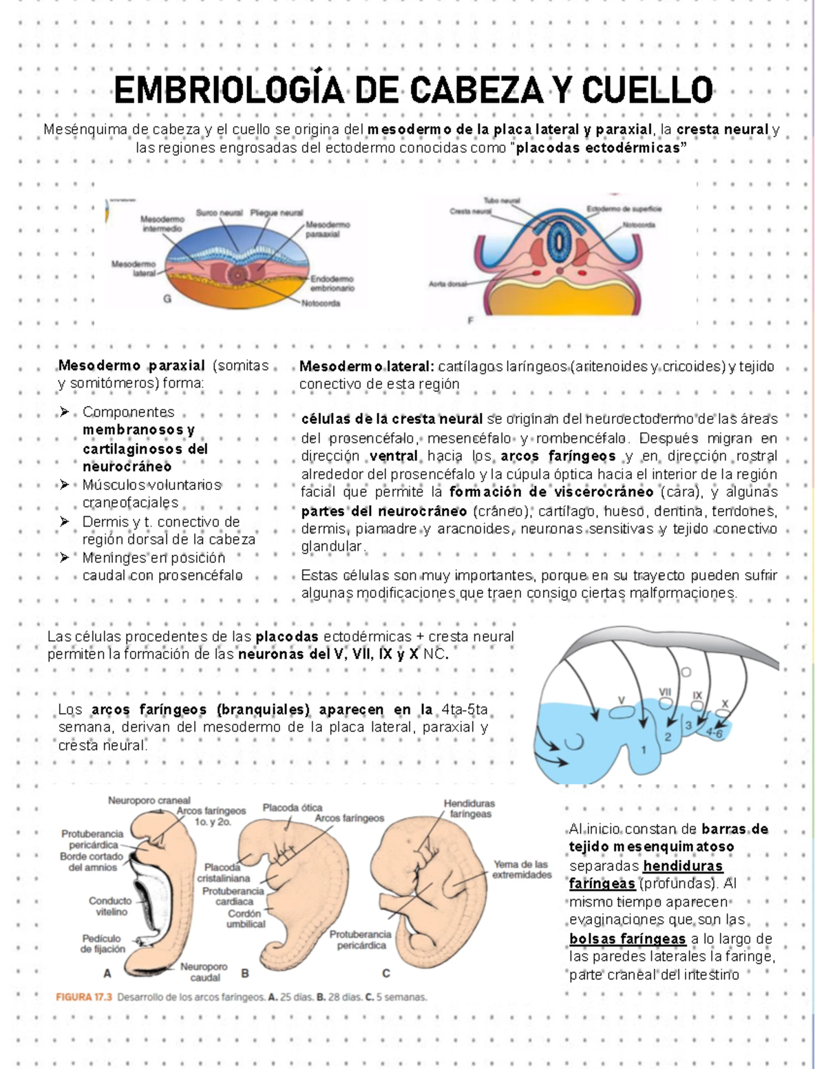 8. Embriología de cabeza y cuello - EMBRIOLOGÍA DE CABEZA Y CUELLO Al ...