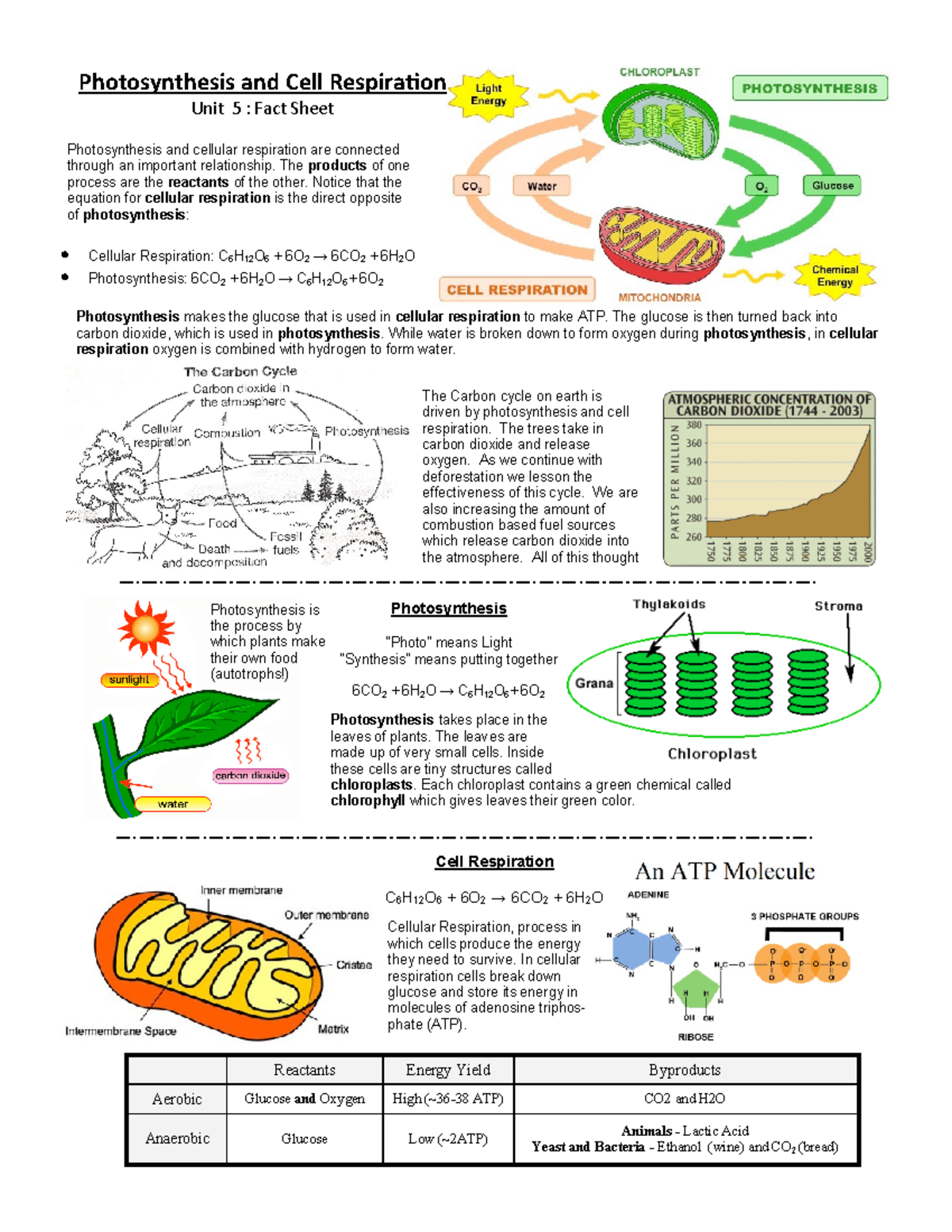 Photosynthesis and Cell Respiration fact sheet - Photosynthesis takes ...