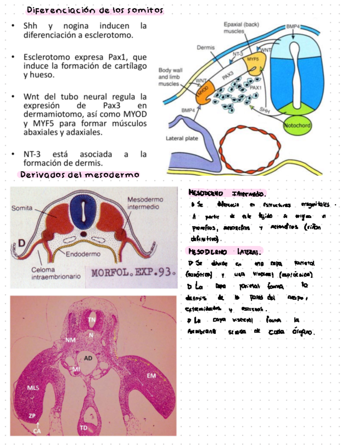 Embriología Y Genética 3 - Derivados del mesodermo Diferenciación de los somitos MESODERMO - Studocu