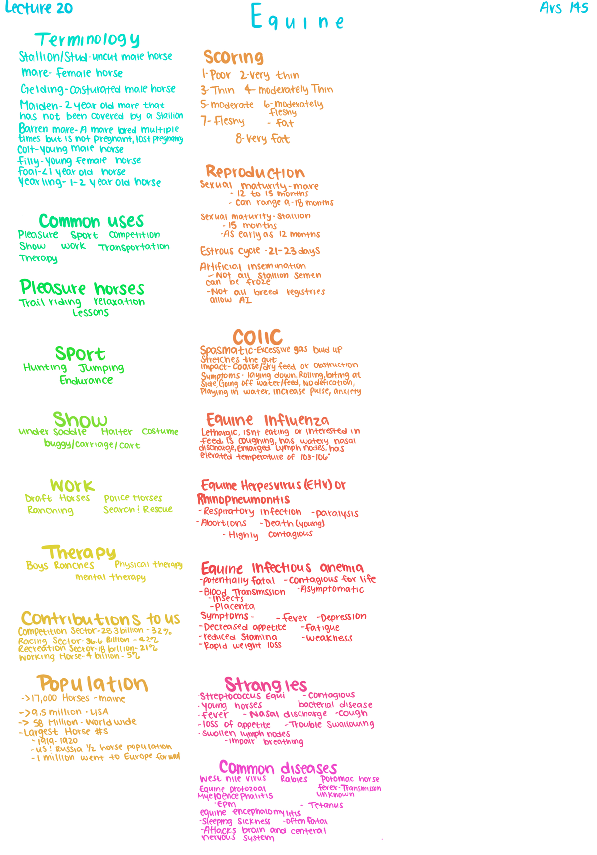 Intro to equine - Avs Lecture 20 E Quine Terminology Stallion! moaie ...