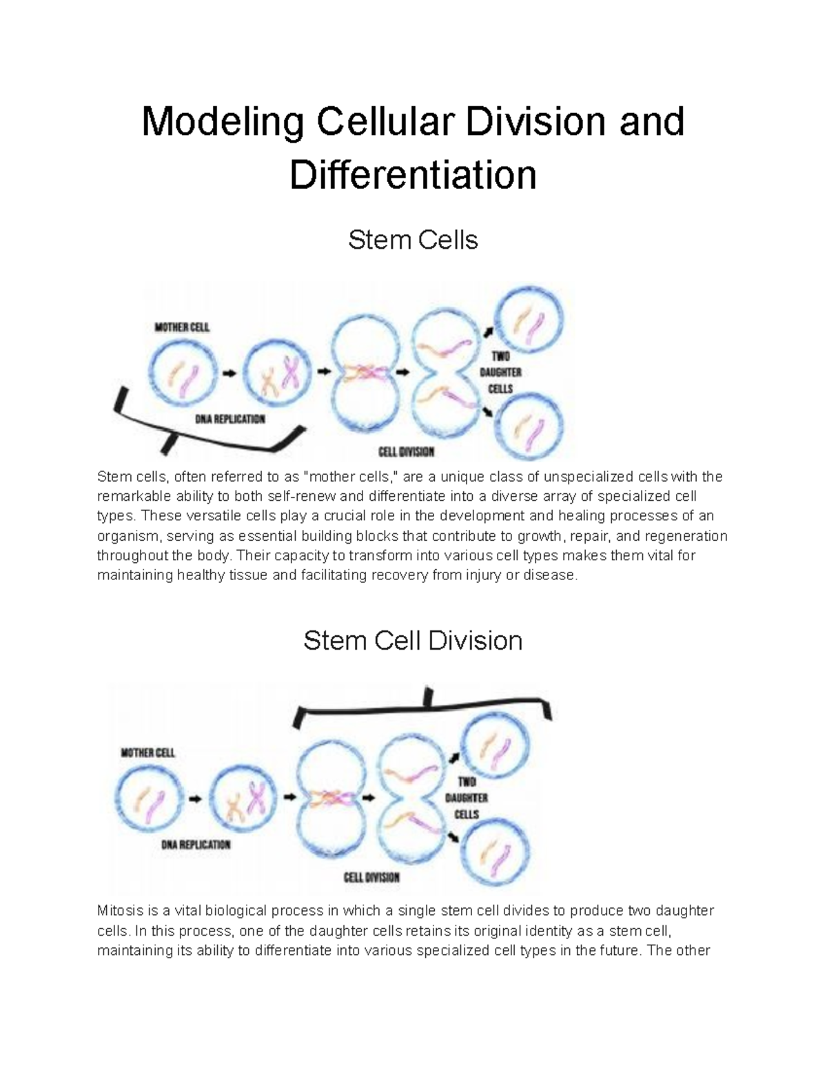 Project Modeling Cellular Division and Differentiation - Modeling ...