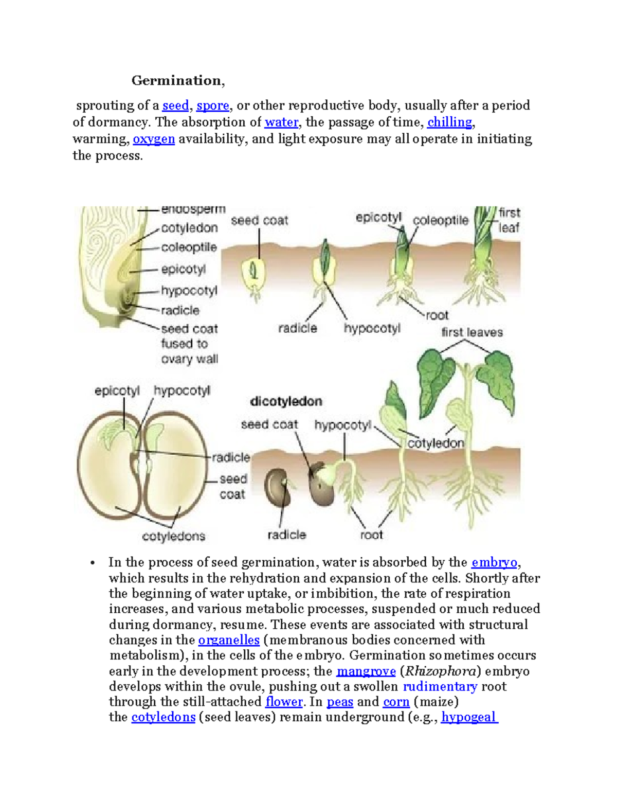 Seed germination - Germination, sprouting of a seed, spore, or other ...