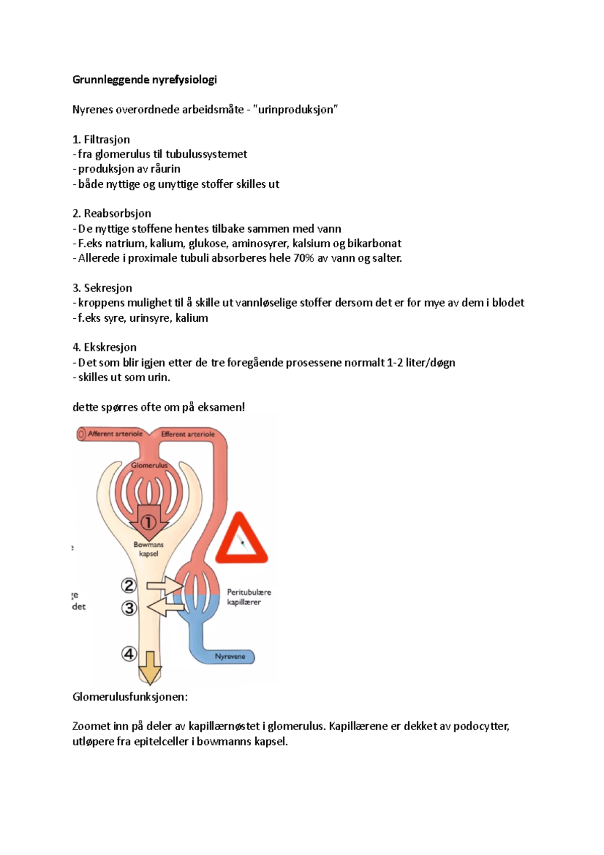 Grunnleggende nyrefysiologi - Grunnleggende nyrefysiologi Nyrenes ...