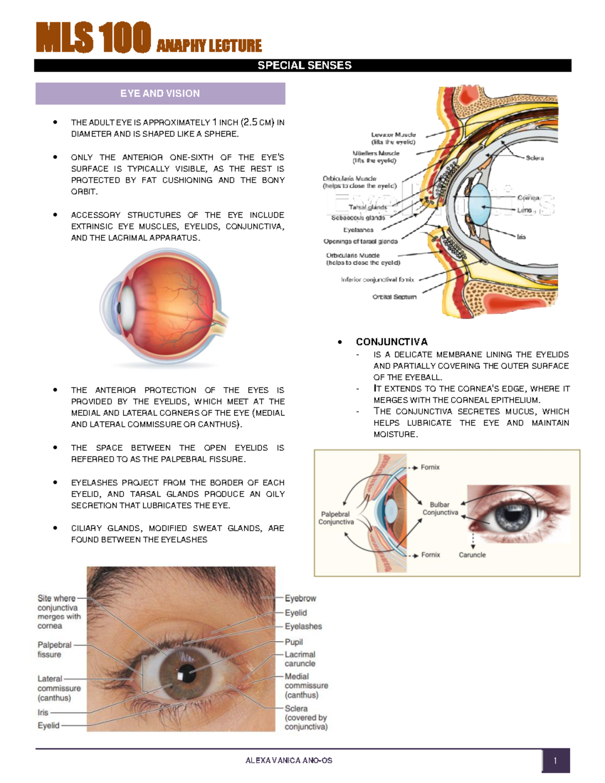 Sensory Senses Transes - MLS 100 ANAPHY LECTURE SPECIAL SENSES EYE AND ...