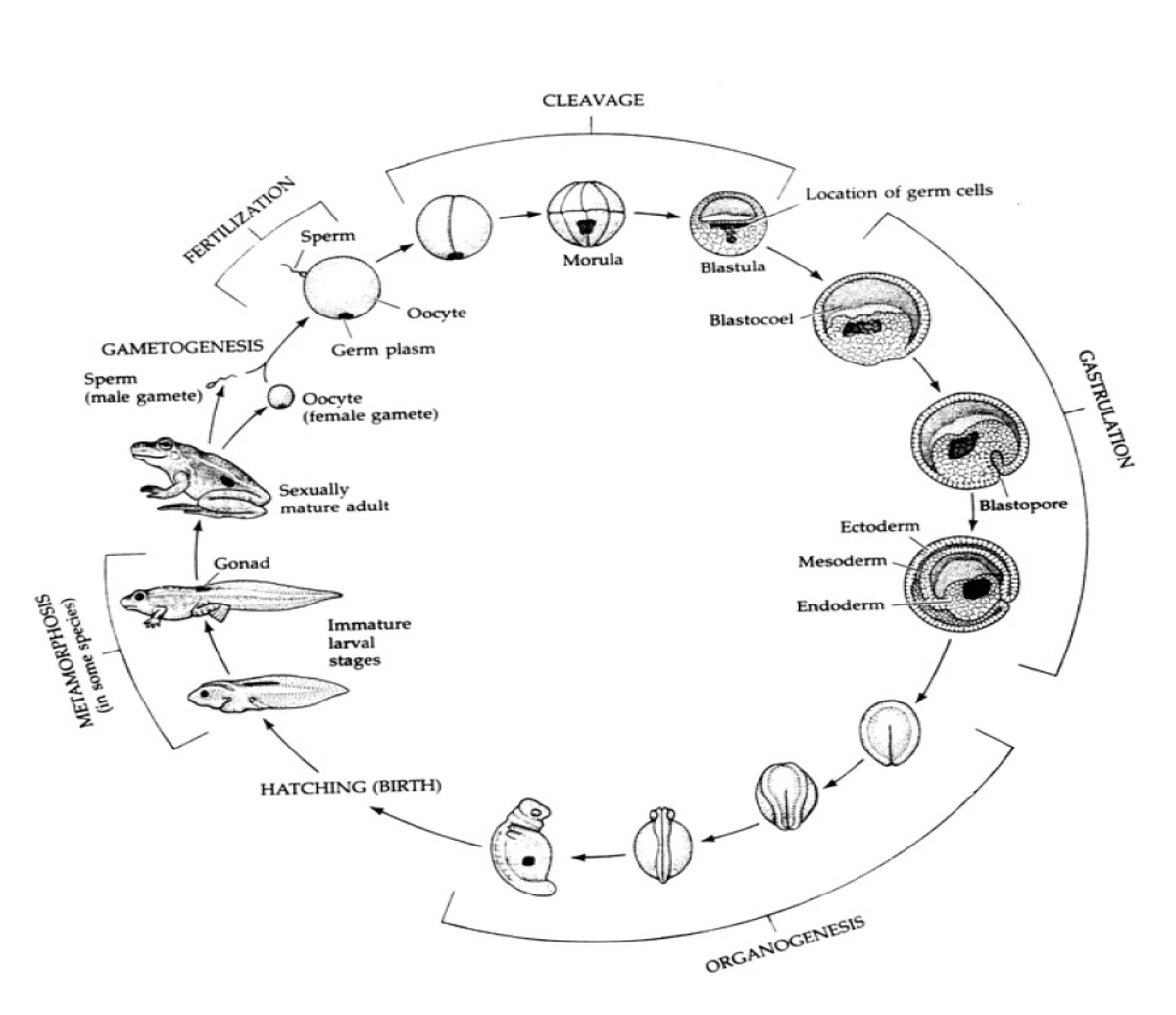 Embryo summary - lecture - GAMETOGENESIS FERTILIZATION CLEAVAGE AND ...