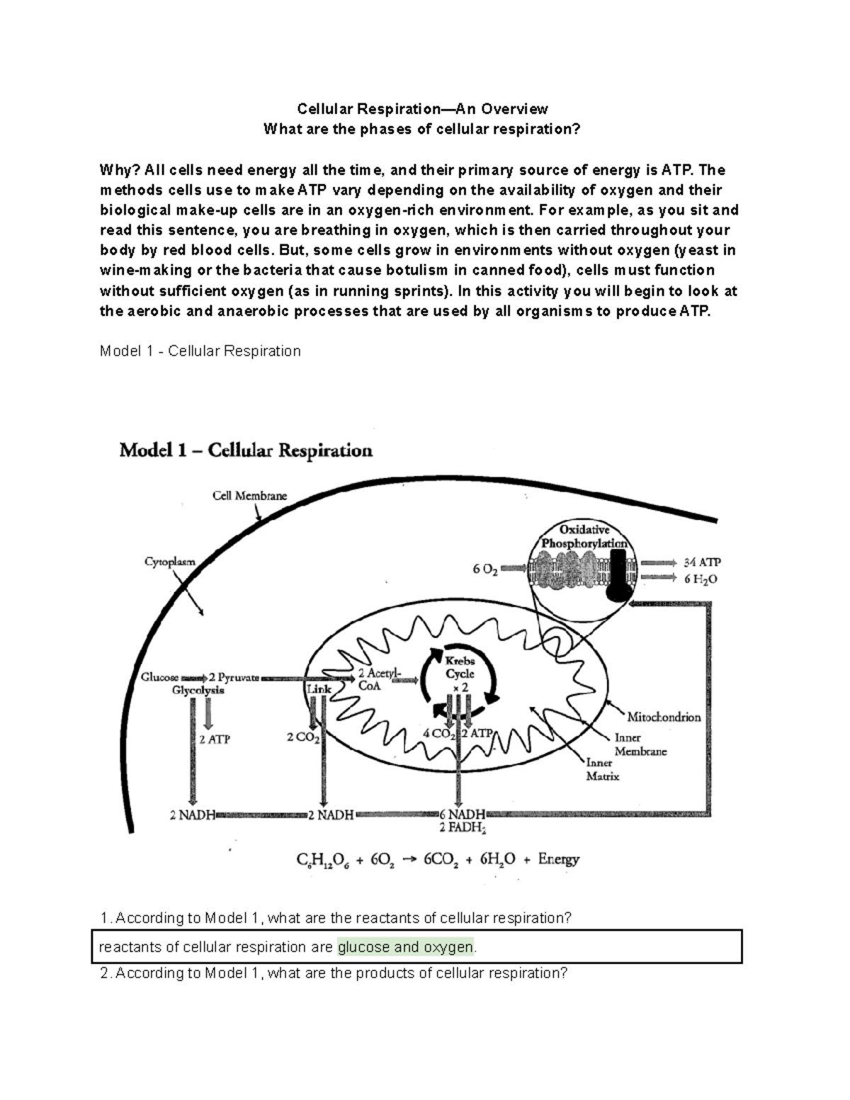 Overview respiration - Cellular Respiration—An Overview What are the ...