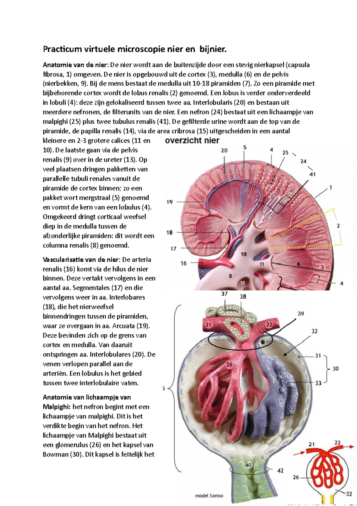 Practicum virtuele microscopie nier en bijnier - Anatomie van de nier ...