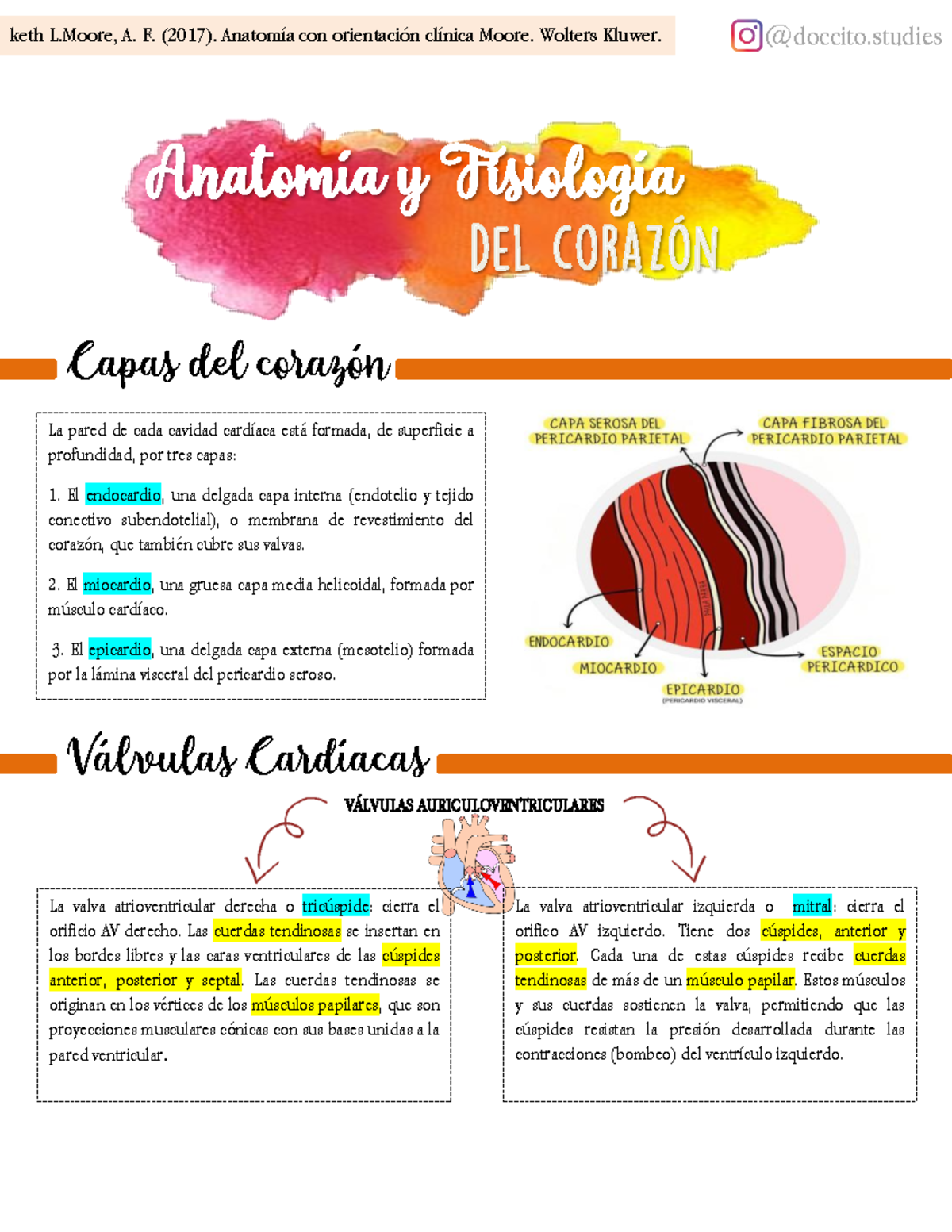 ANATOMIA Y FISIOLOGÍA DEL SISTEMA CARDIOVASCULAR (CORAZÓN) - La pared ...
