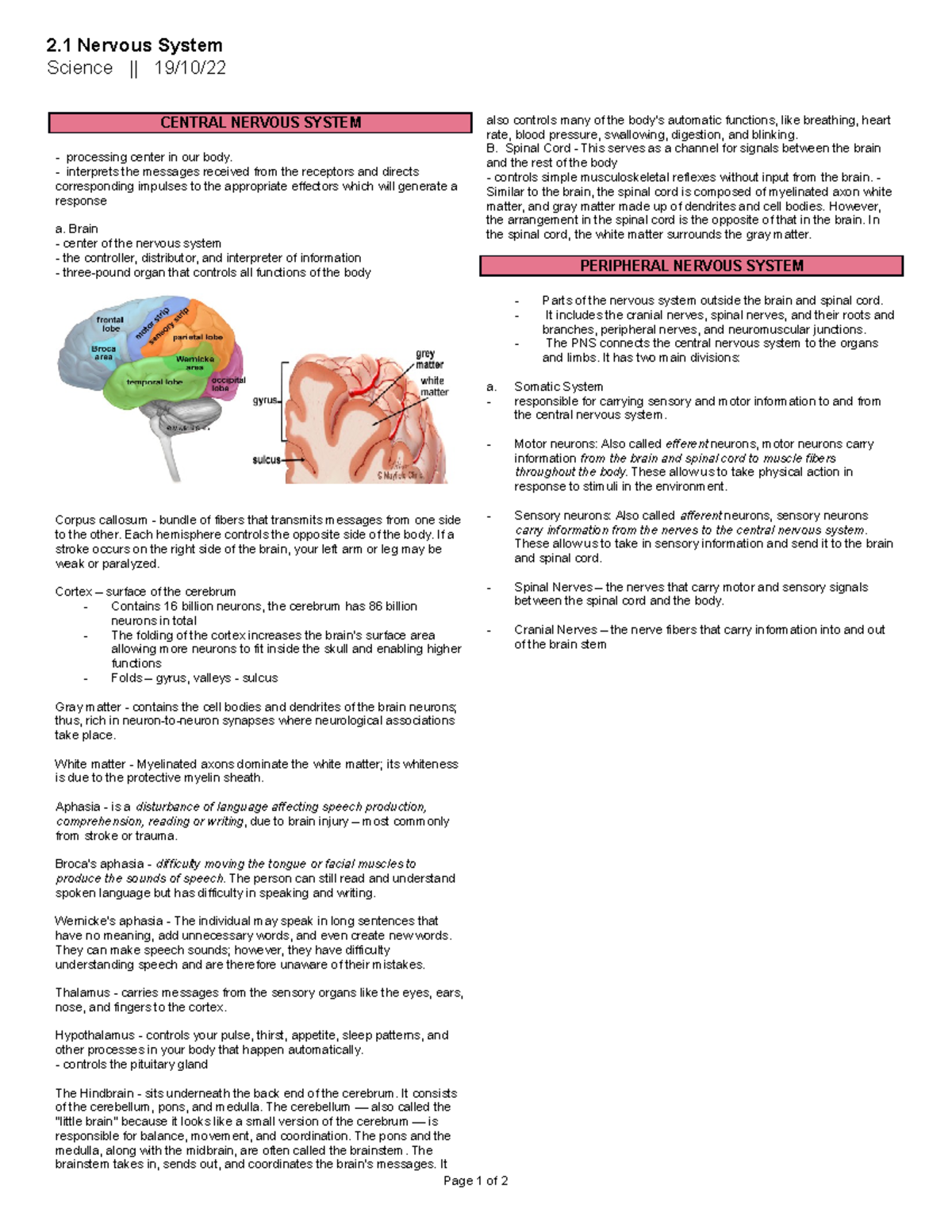 Central Nervous System - 2 Nervous System Science || 19/10/ CENTRAL ...
