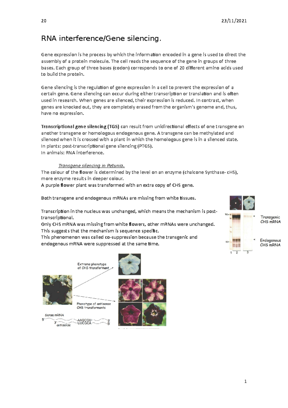 RNA interference and gene silencing I - 20 23/11/ RNA interference/Gene ...