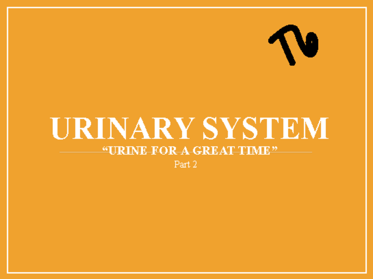 Urinary System part 2 - Exam 4/ Topic 6 Notes - URINARY SYSTEM “URINE ...