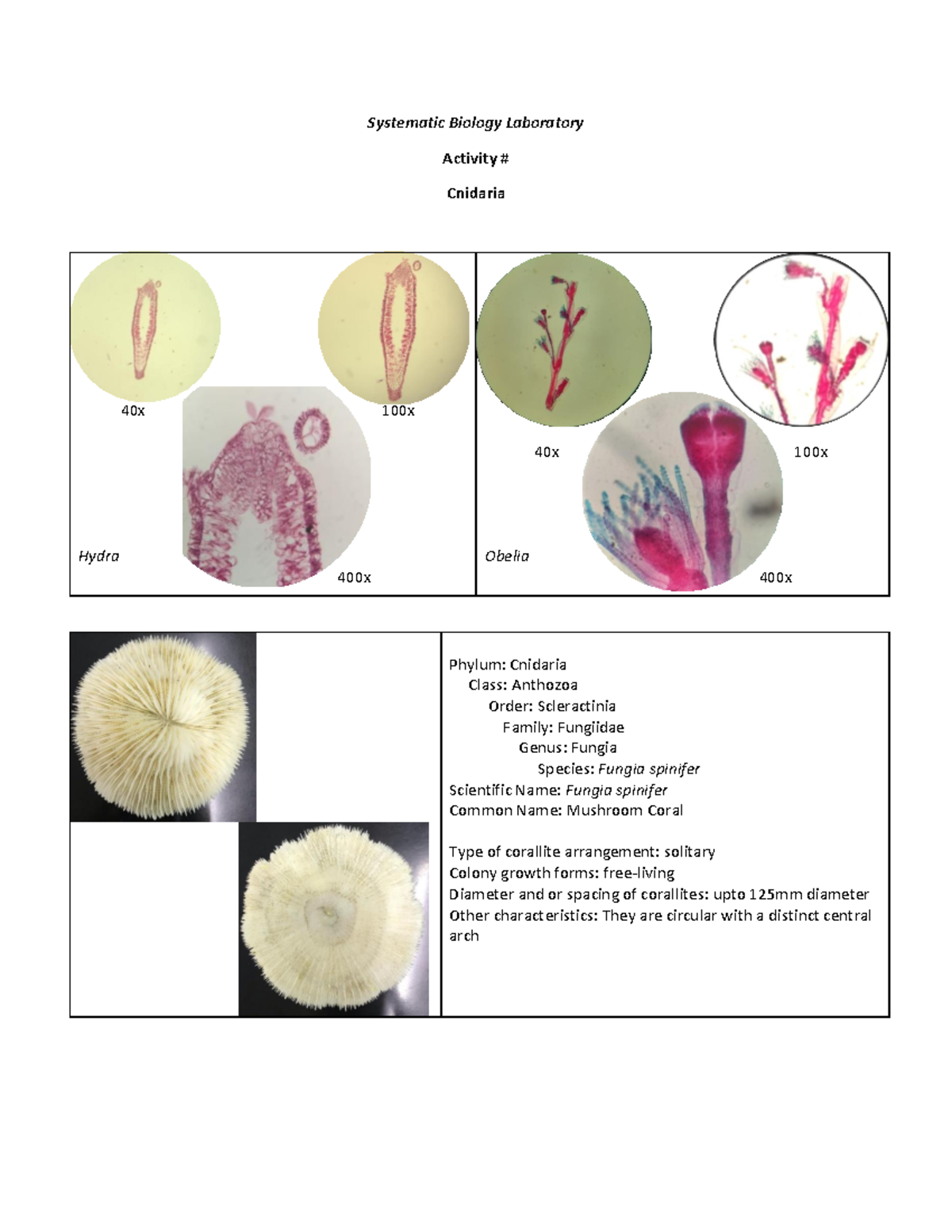 Cnidaria - Lecture notes 1-6 - Systematic Biology Laboratory Activity ...