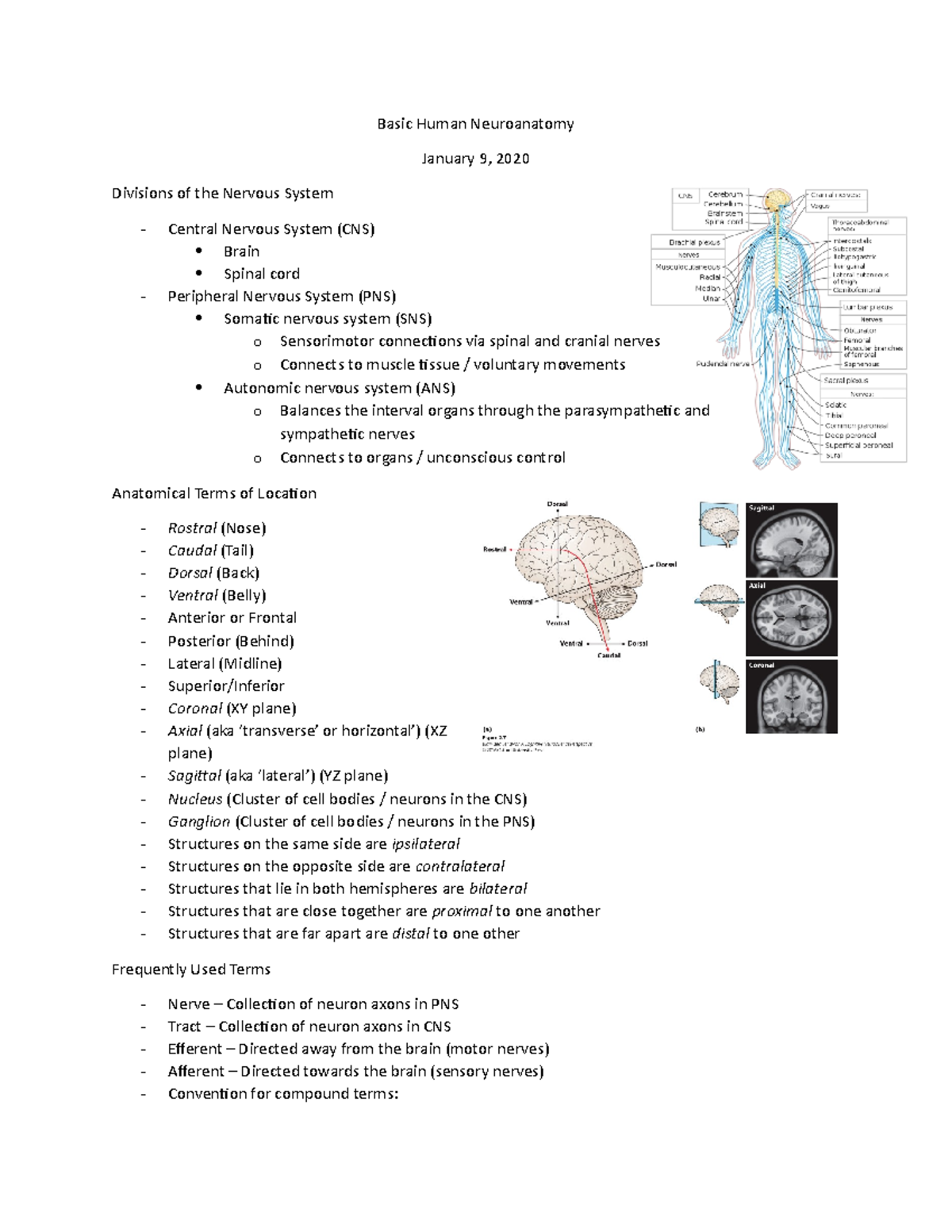 Basic Human Neuroanatomy - Basic Human Neuroanatomy January 9, 2020 ...