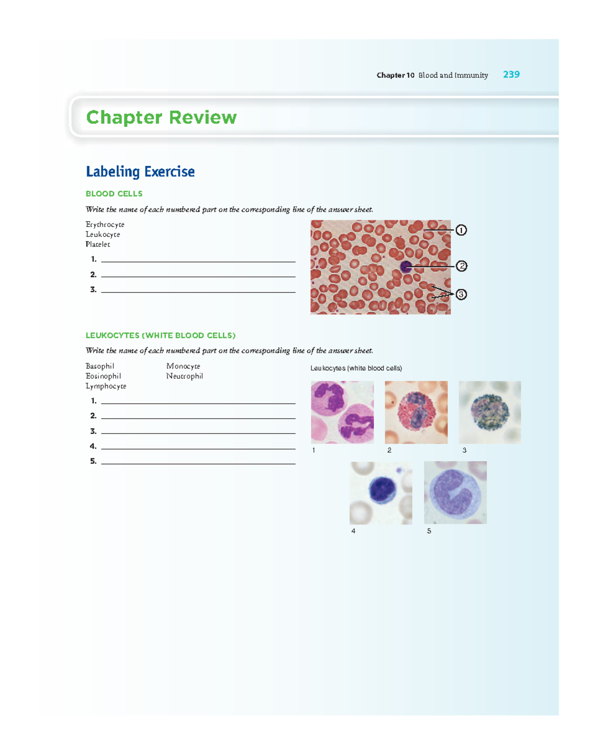 Práctica Immunity System - Chapter 10Chapter 10 Blood and ImmunityBlood ...
