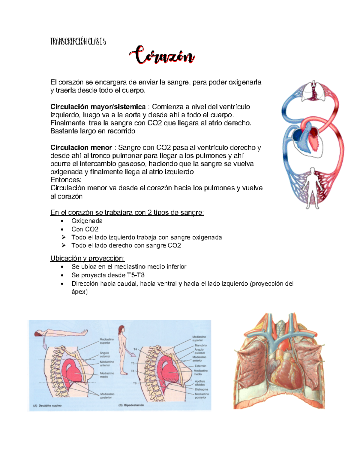 Corazón - resumen de corazon, arterias y venas - Warning: TT: undefined ...