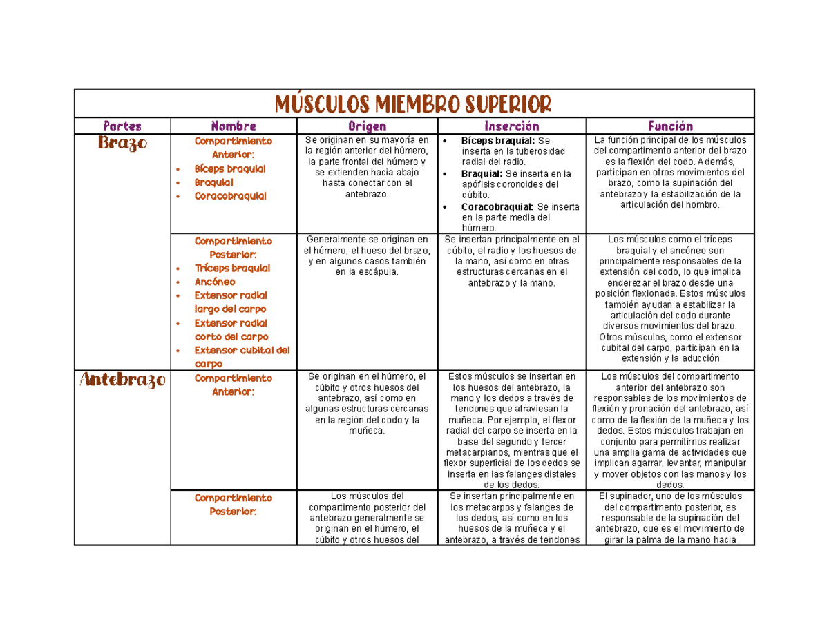 Músculos del Cuerpo Humano - MÚSCULOS MIEMBRO SUPERIOR Compartimiento ...