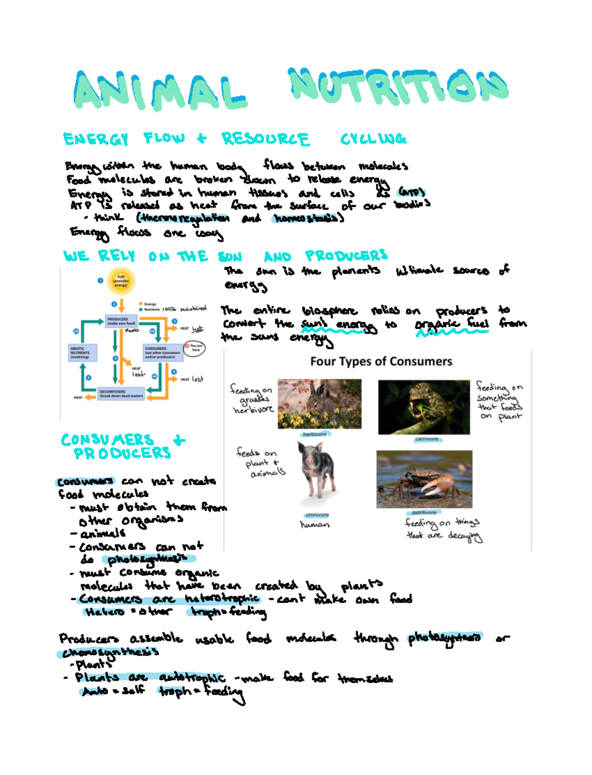 Animal Nutrition - Very good lecture notes with detailed examples - AN ...
