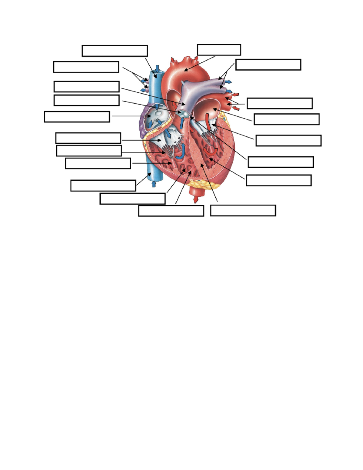 Untitled document - Helpful heart diagram to practice remembering the ...