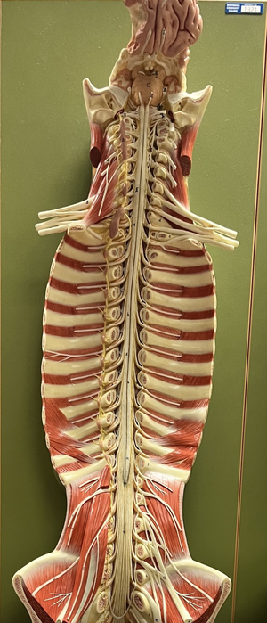 The Nervous System Model (Spinal Nerves) - BIO 172 - Studocu
