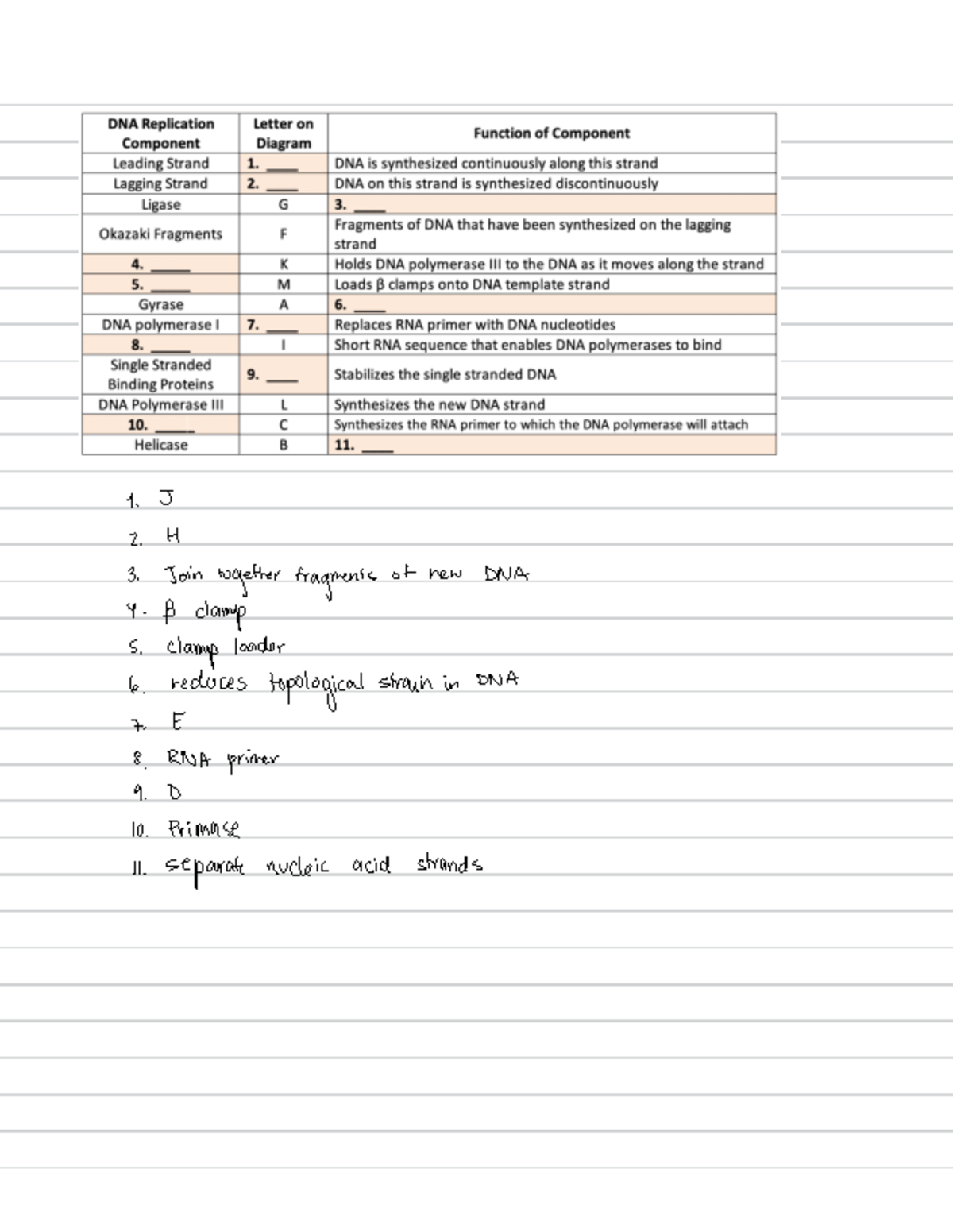 Dna Replication Lecture Notes Biol 1004 1 T 2 H 3 Join