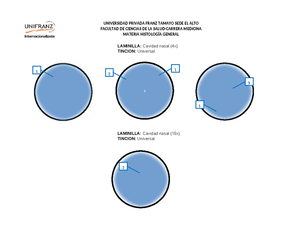 Laminilla de histo (cavidad nasal) - Histologia 2 - UNIVERSIDAD PRIVADA ...