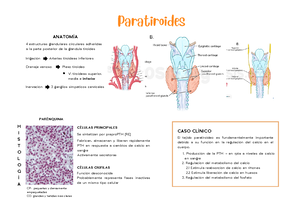 Generalidades del sistema endocrino - MECANISMOS DE SENALIZACION ...