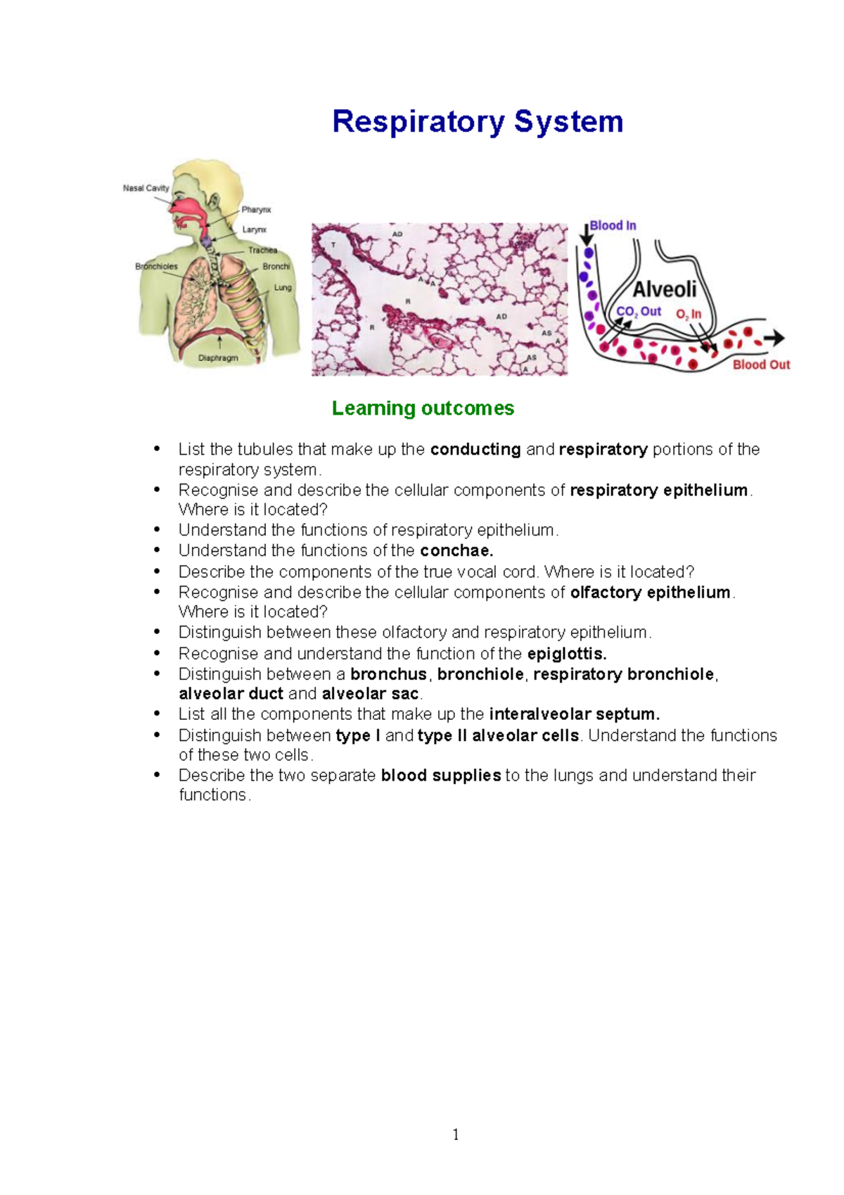 Respiratory system - Respiratory System Learning outcomes List the ...