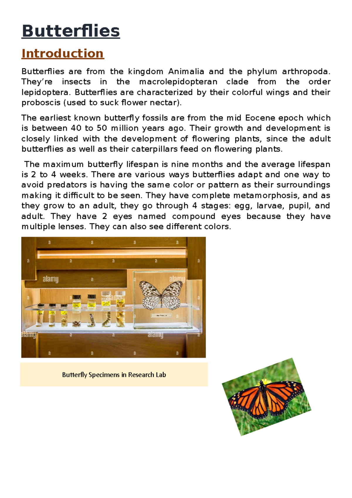 Butterflies assignment number 4 for students to get information for ...