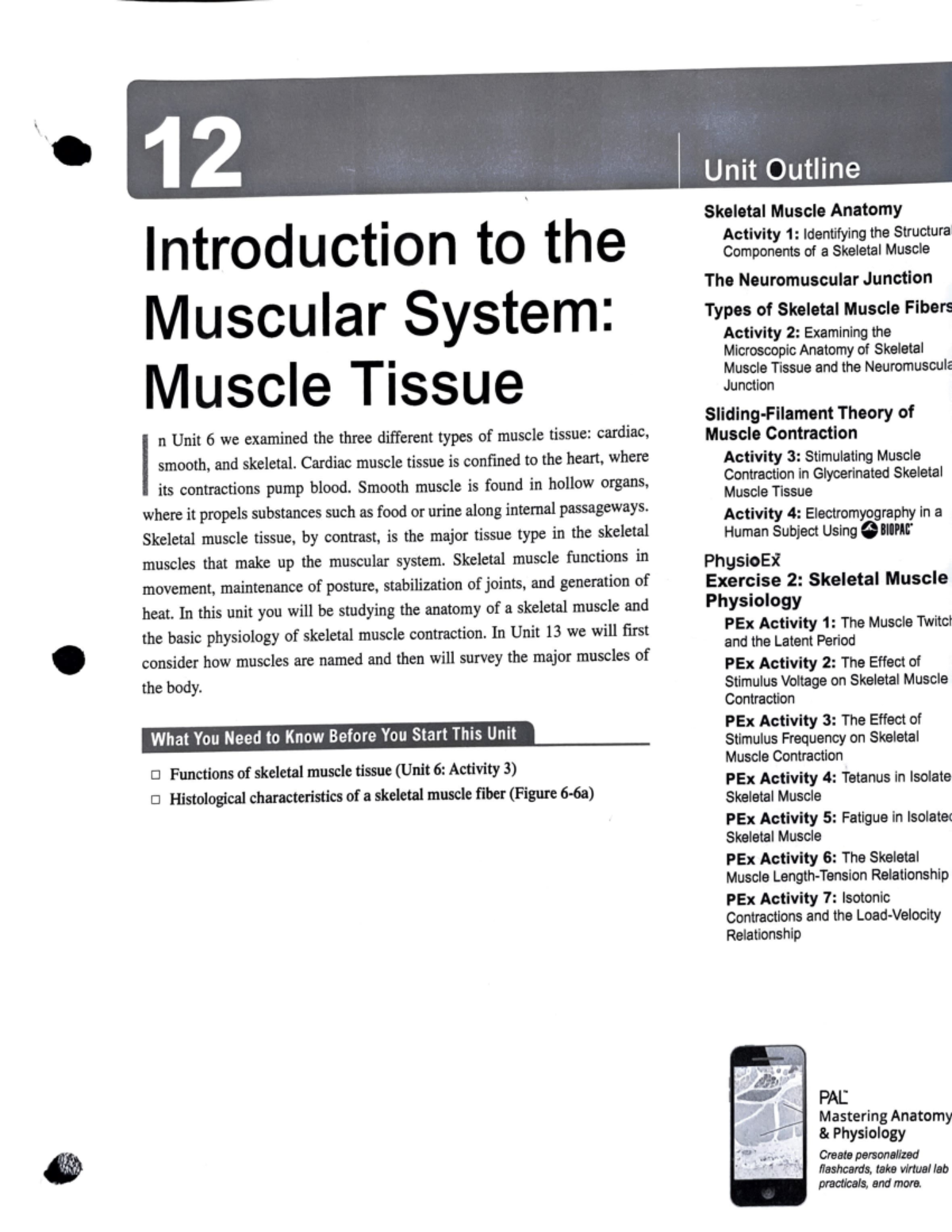 Muscles Ch 12 - Dr. Paret - Lab - ,. • Introduction to the Muscular ...