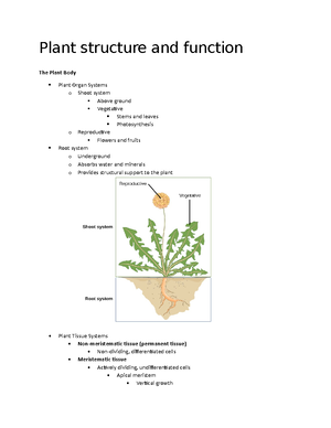 Invertebrates chapter 28 - Can also reproduce asexually through ...