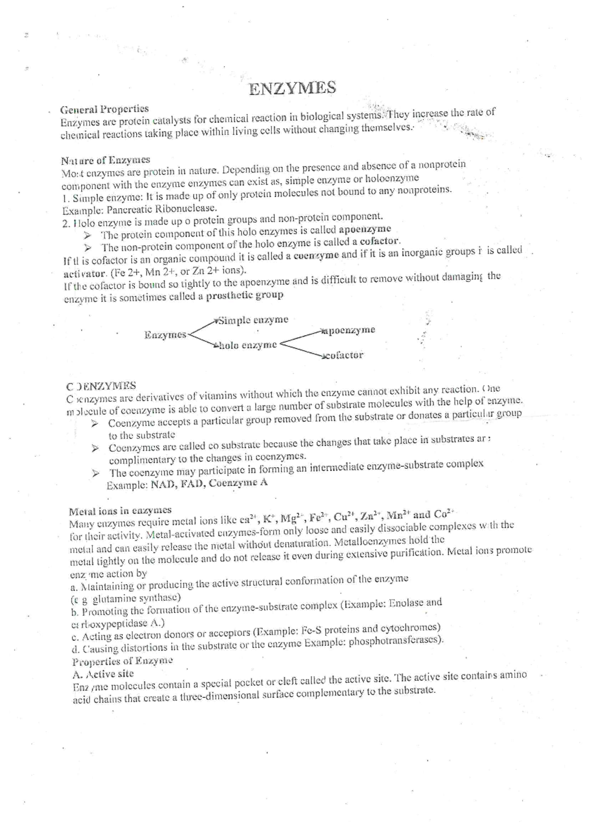 Enzymes - Introduction to biochemistry - Studocu