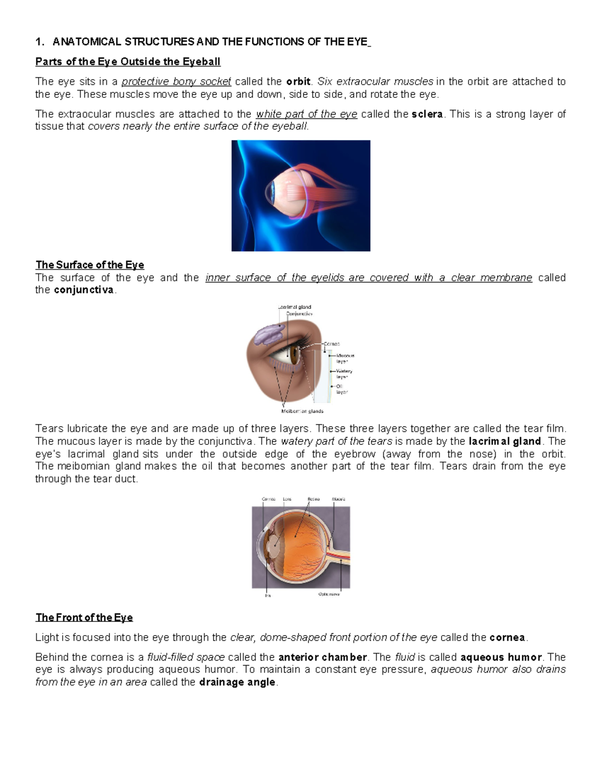 Anatomical Structures AND THE Functions OF THE EYE - 1. ANATOMICAL ...