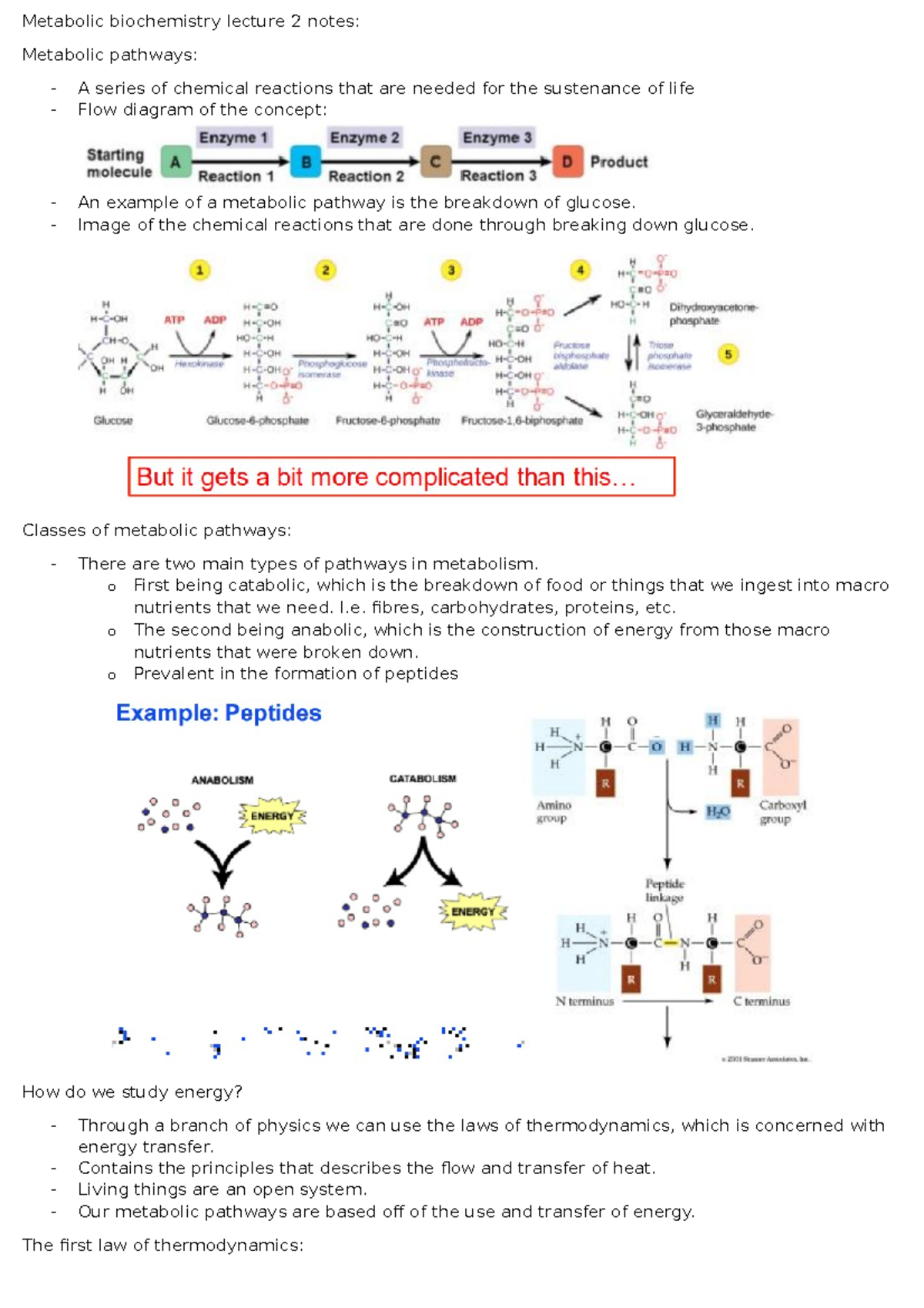 Metabolic biochemistry lecture 2 notes - Image of the chemical ...