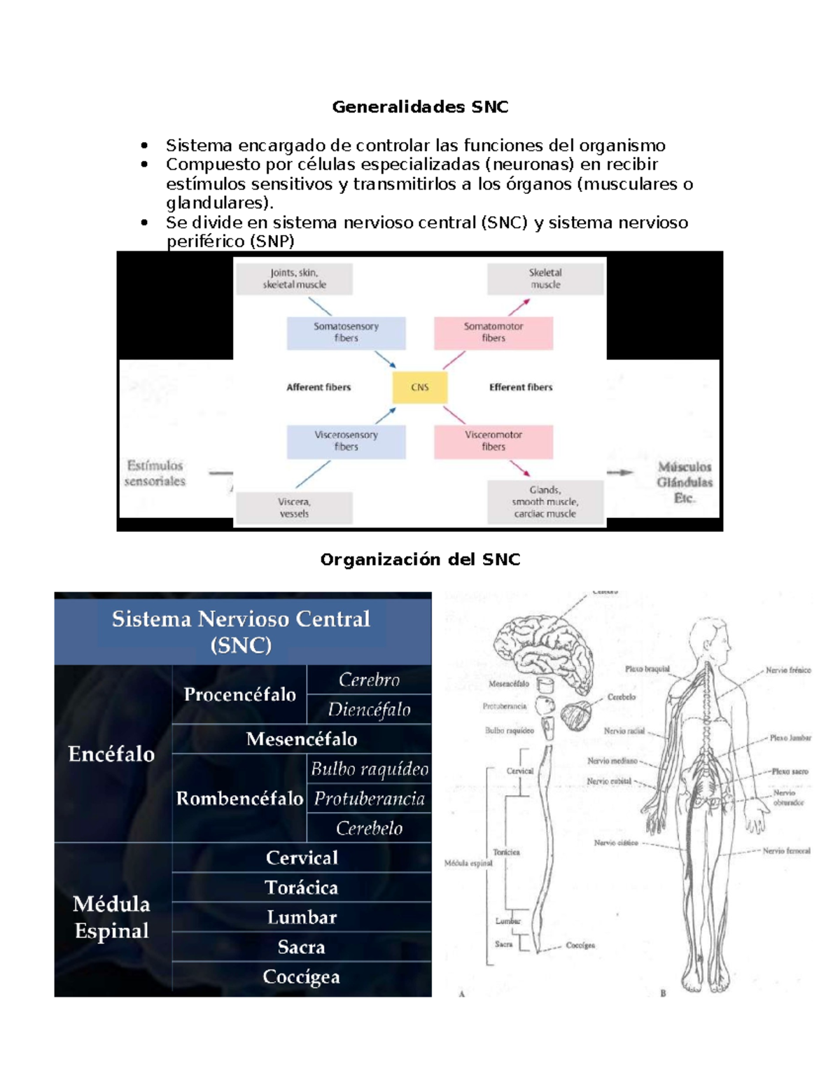 Resumen PPT SNC - Generalidades SNC Sistema encargado de controlar las ...