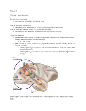 Sensation and Perception Exam 4 Study Guide - Psych Exam 4 Study Guide ...