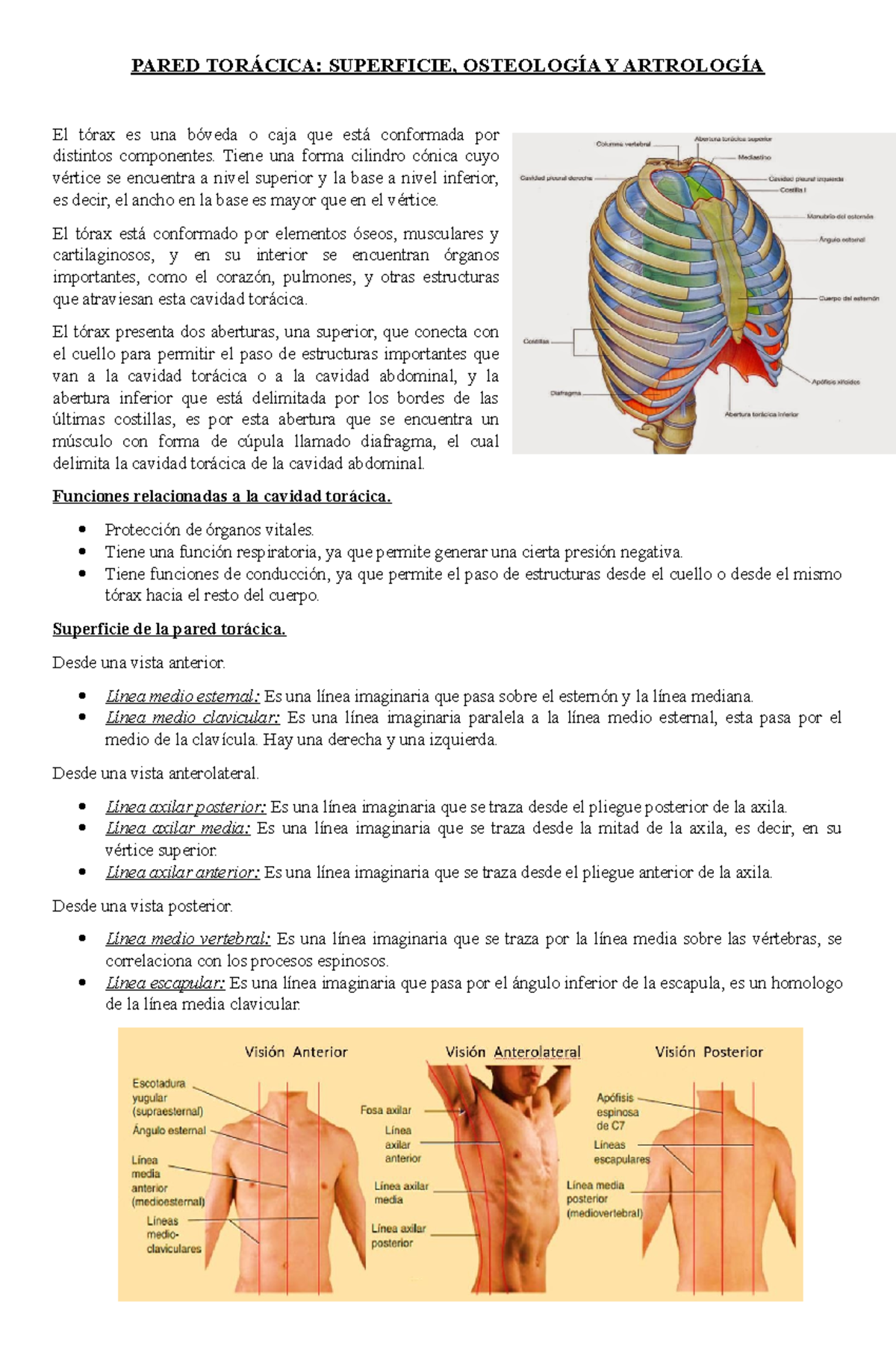 8 Pared Torácica Parte 1 Superficie y Osteoarticular - PARED TORÁCICA ...