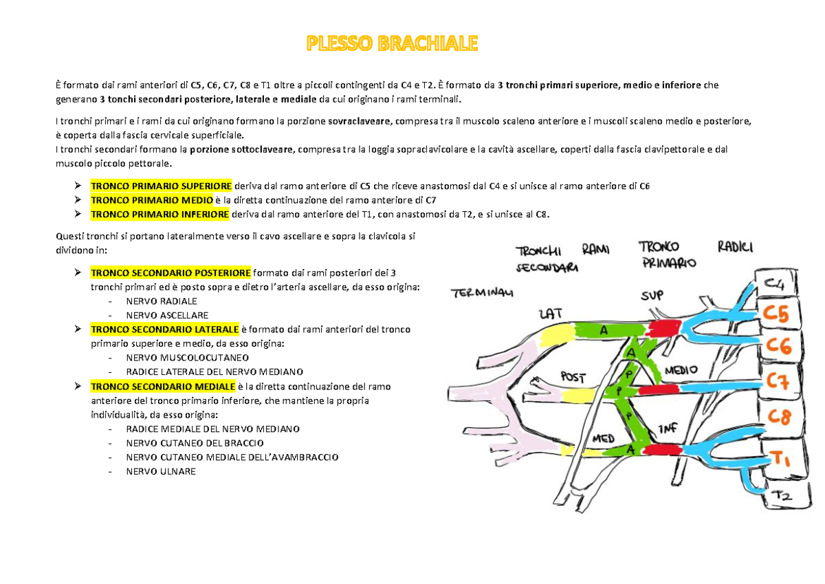 Plesso brachiale - Trattato di Anatomia umana - È formato dai rami ...