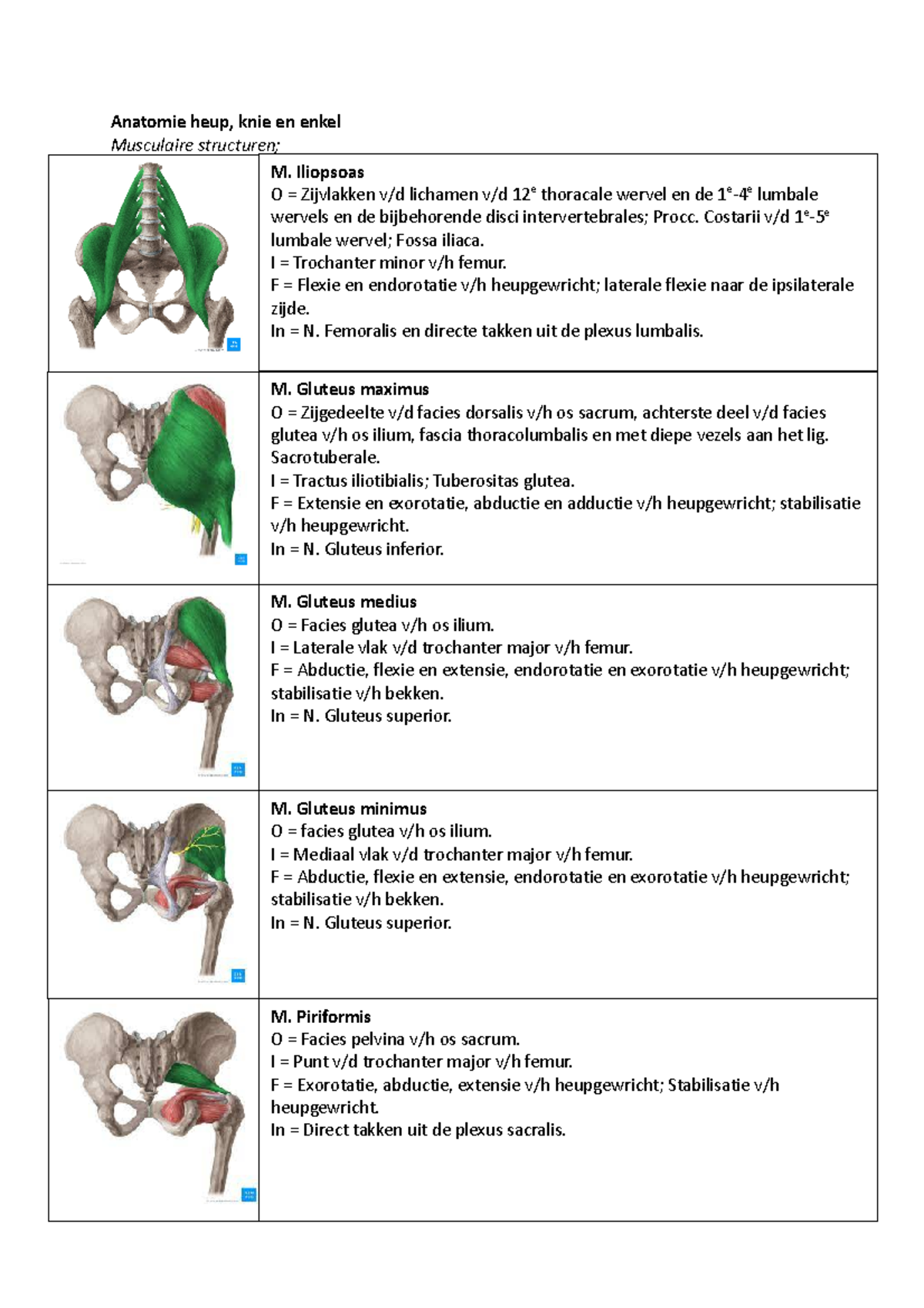 Blok 5 - Anatomie onderste extremiteit - Anatomie heup, knie en enkel ...