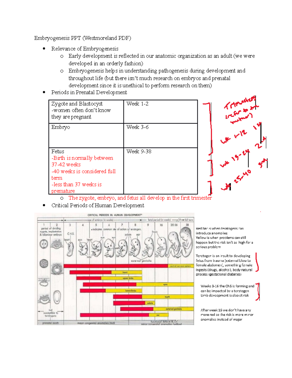 Embryogenesis PPT - Embryo Notes - Embryogenesis PPT (Westmoreland PDF ...