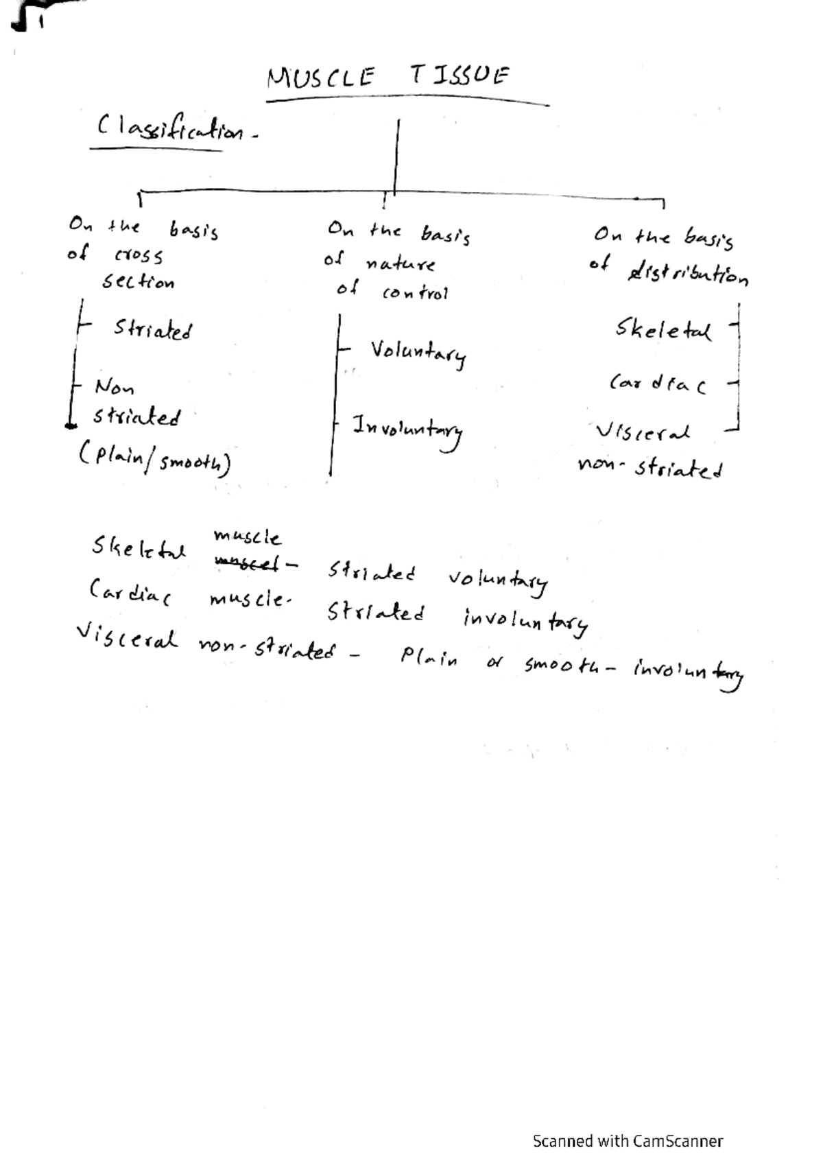 The Tissues and their classification - Human Anatomy And Physiology I ...