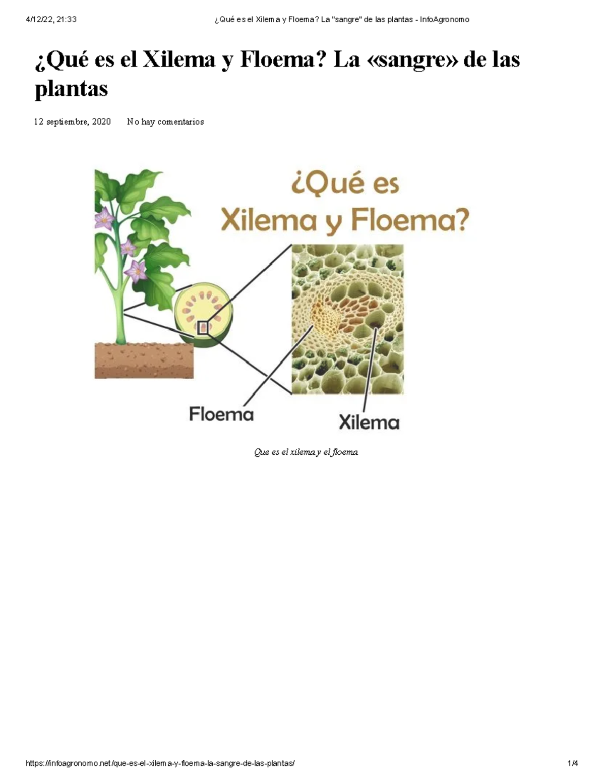 ¿Qué es el Xilema y Floema La sangre de las plantas - Info Agronomo ...