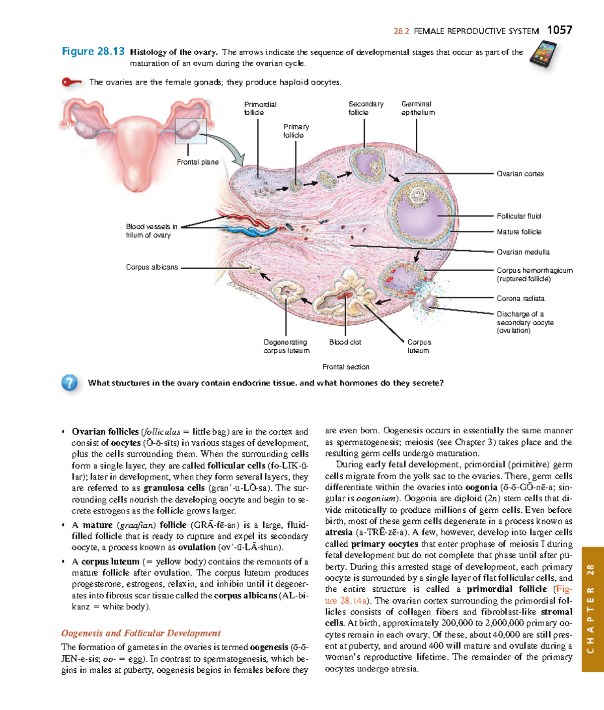 Anatomy-physiology-273 - C H A P T E R 28 28 FEMALE REPRODUCTIVE SYSTEM ...
