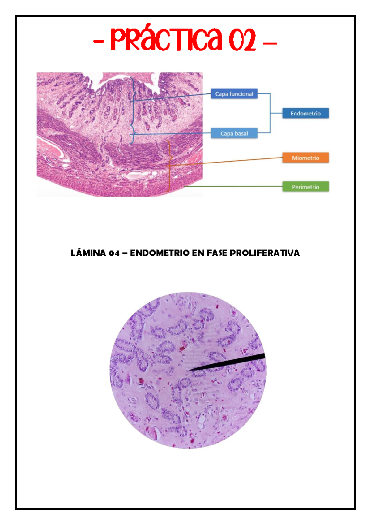 Práctica 02 - practica - Fisiologia - PRÁCTICA 02 – LÁMINA 04 ...