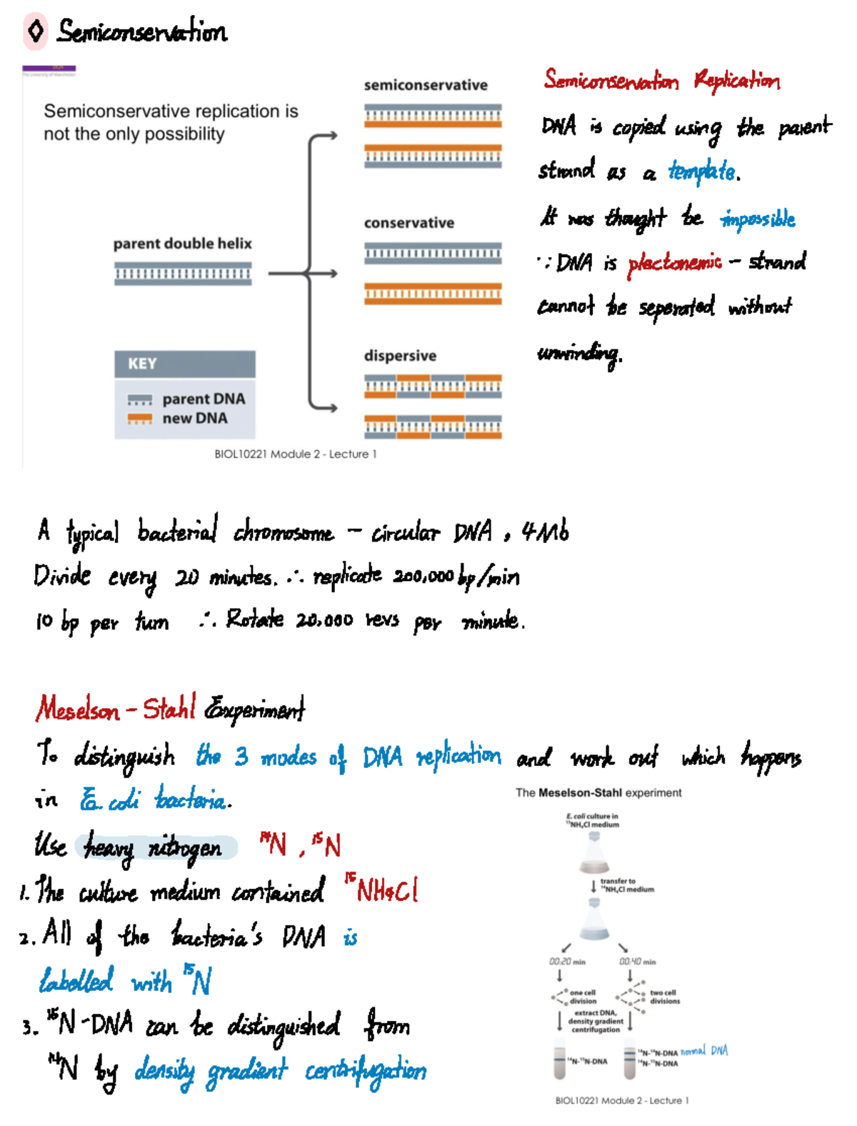 Module 2 DNA topoisomerase - A Semiconservation Semiconservation Replication DNA is copied using ...
