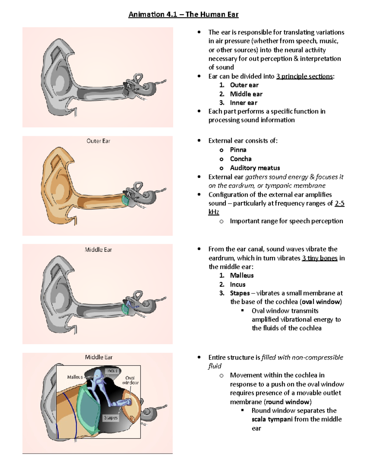 4.1 - The Human Ear - Animation 4 – The Human Ear The ear is ...