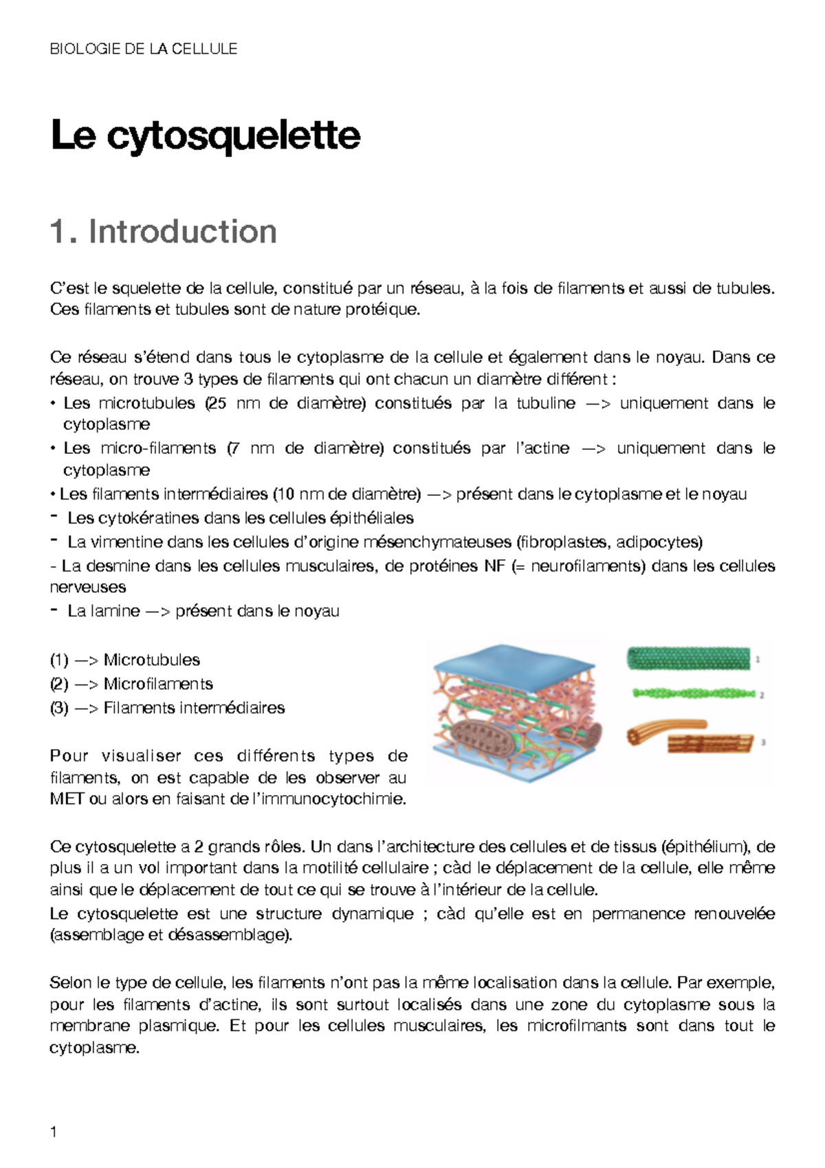 Le cytosquelette - cours - Le cytosquelette 1. Introduction C’est le ...