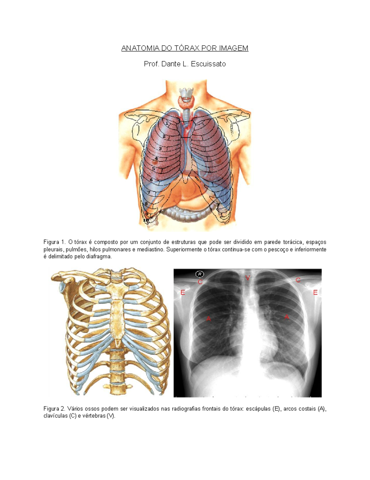 Anatomia-do-torax revisão do estudo anatomico dos pulmões - ANATOMIA DO ...