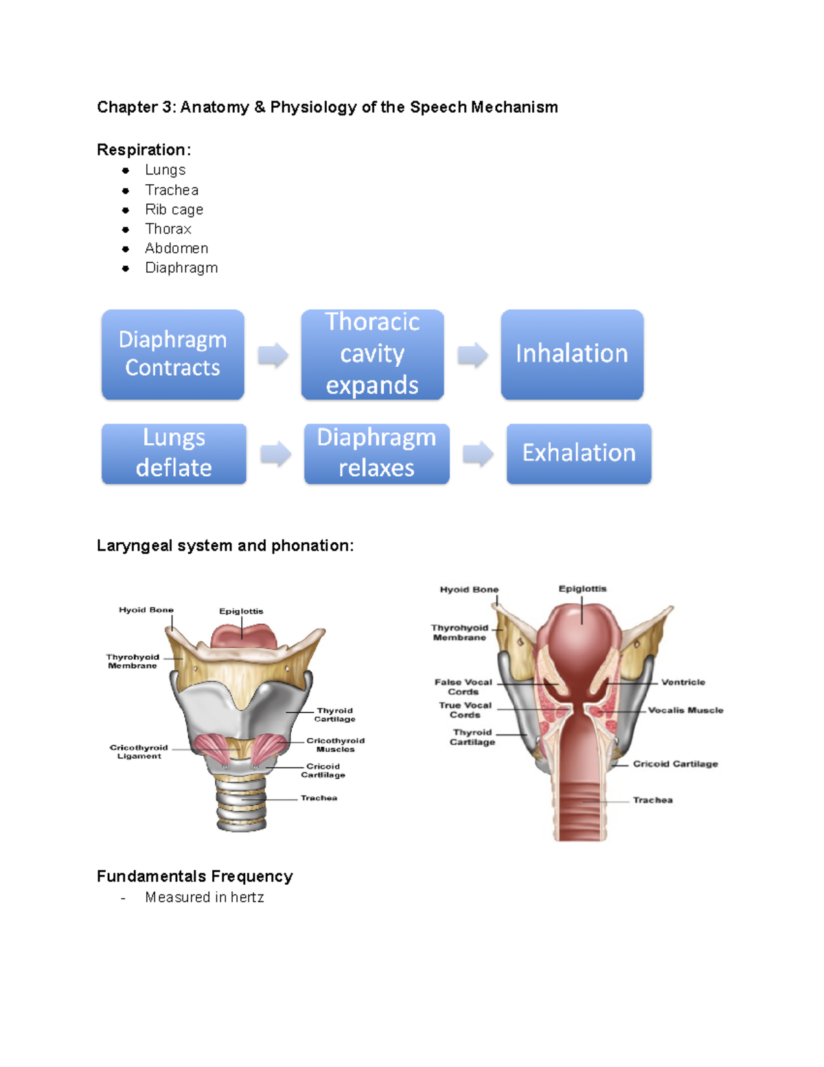 Chapter 3 - Chapter 3: Anatomy & Physiology of the Speech Mechanism ...